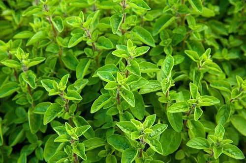 Beneficios, Propiedades Para qué sirve la Mejorana - Dietetica Ferrer